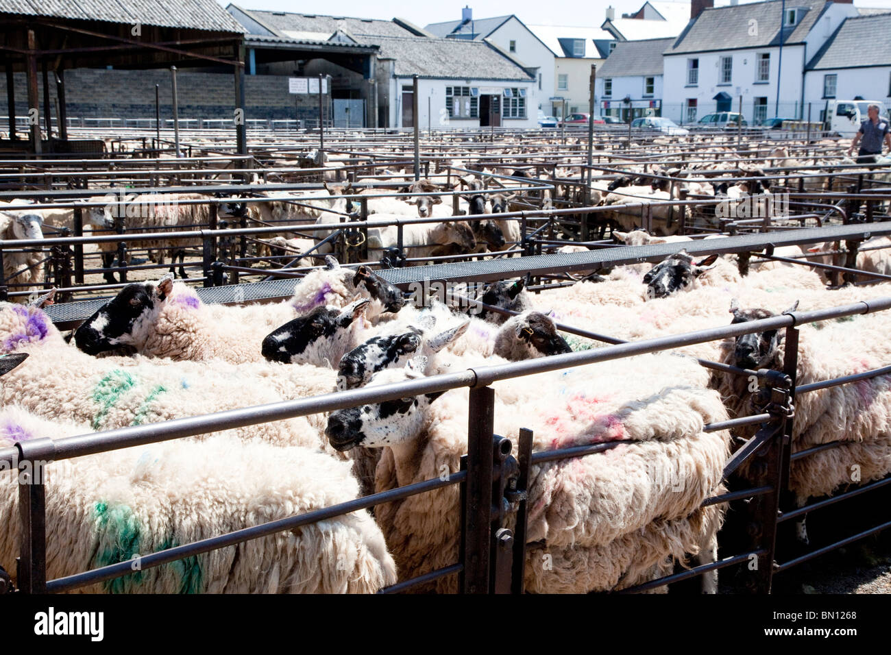 Livestock market sheep hi-res stock photography and images - Alamy
