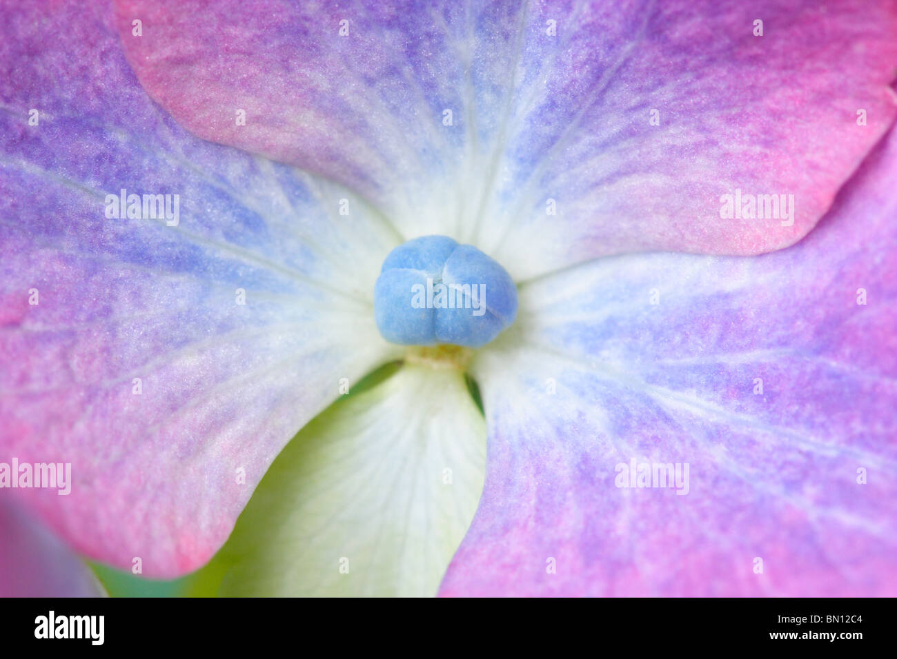 Macro of a Hydrangea Stock Photo - Alamy