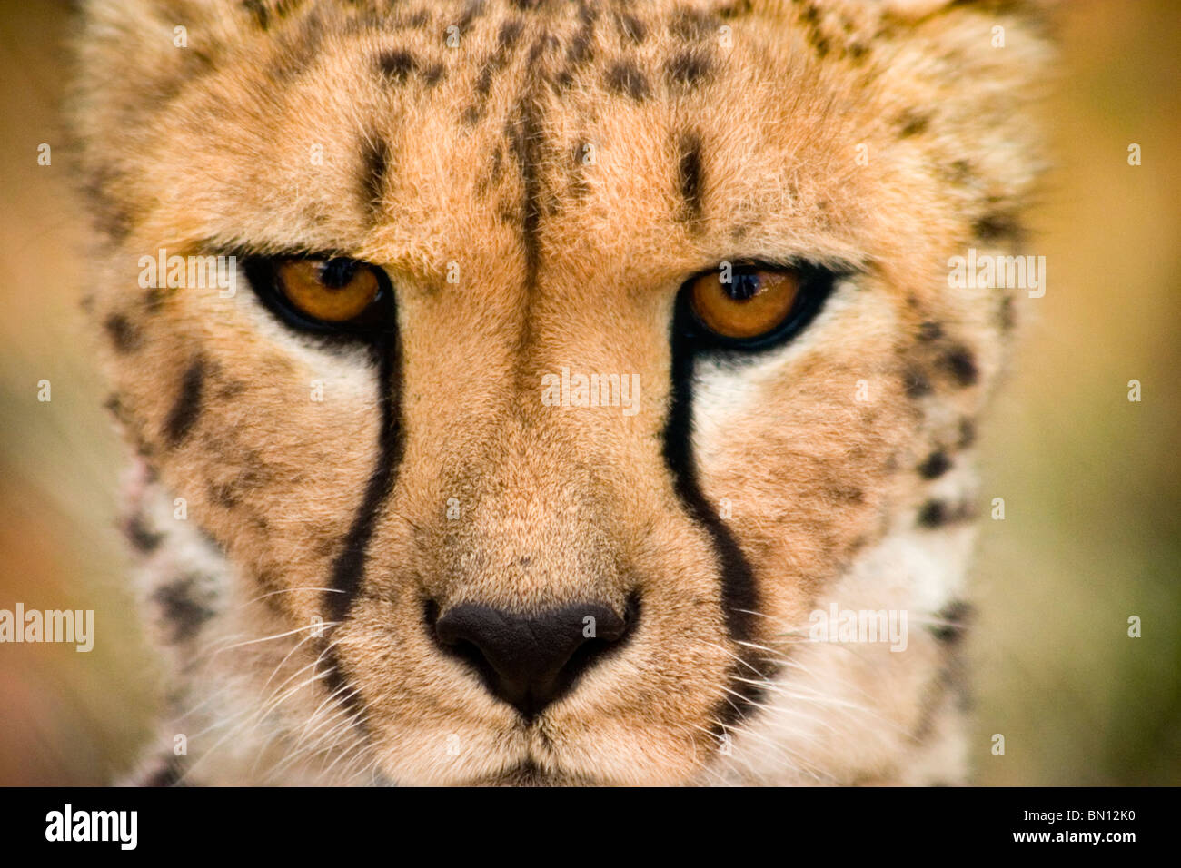Cheetah portrait, Namibia, Africa Stock Photo - Alamy