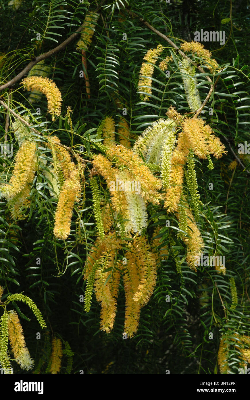 Mesquite tree blooms, long beans will follow , they are scattered from ...