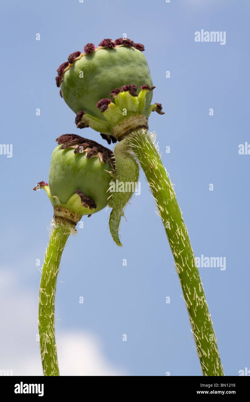 Two poppy seed heads hi-res stock photography and images - Alamy