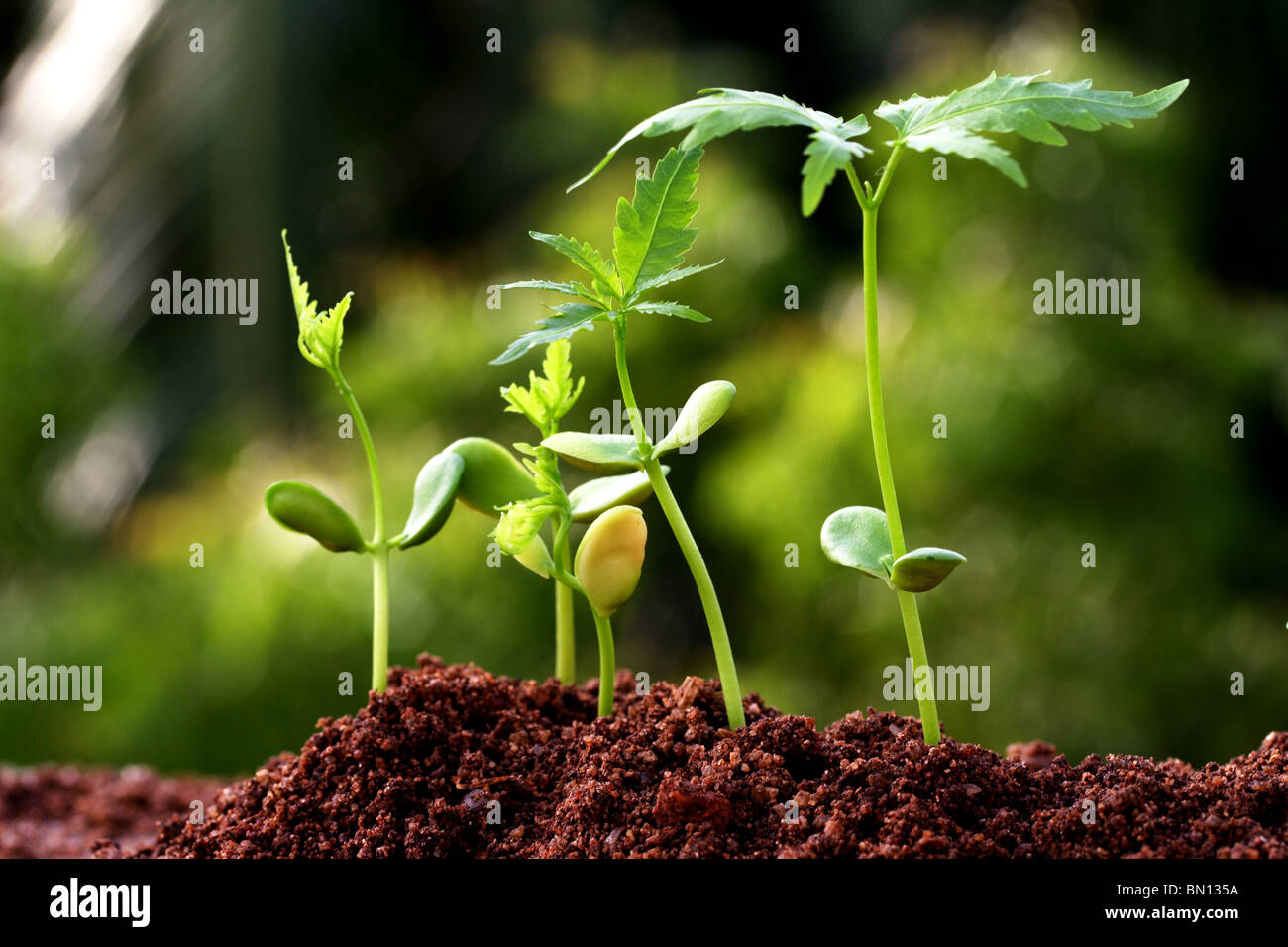 Neem sapling hi-res stock photography and images - Alamy