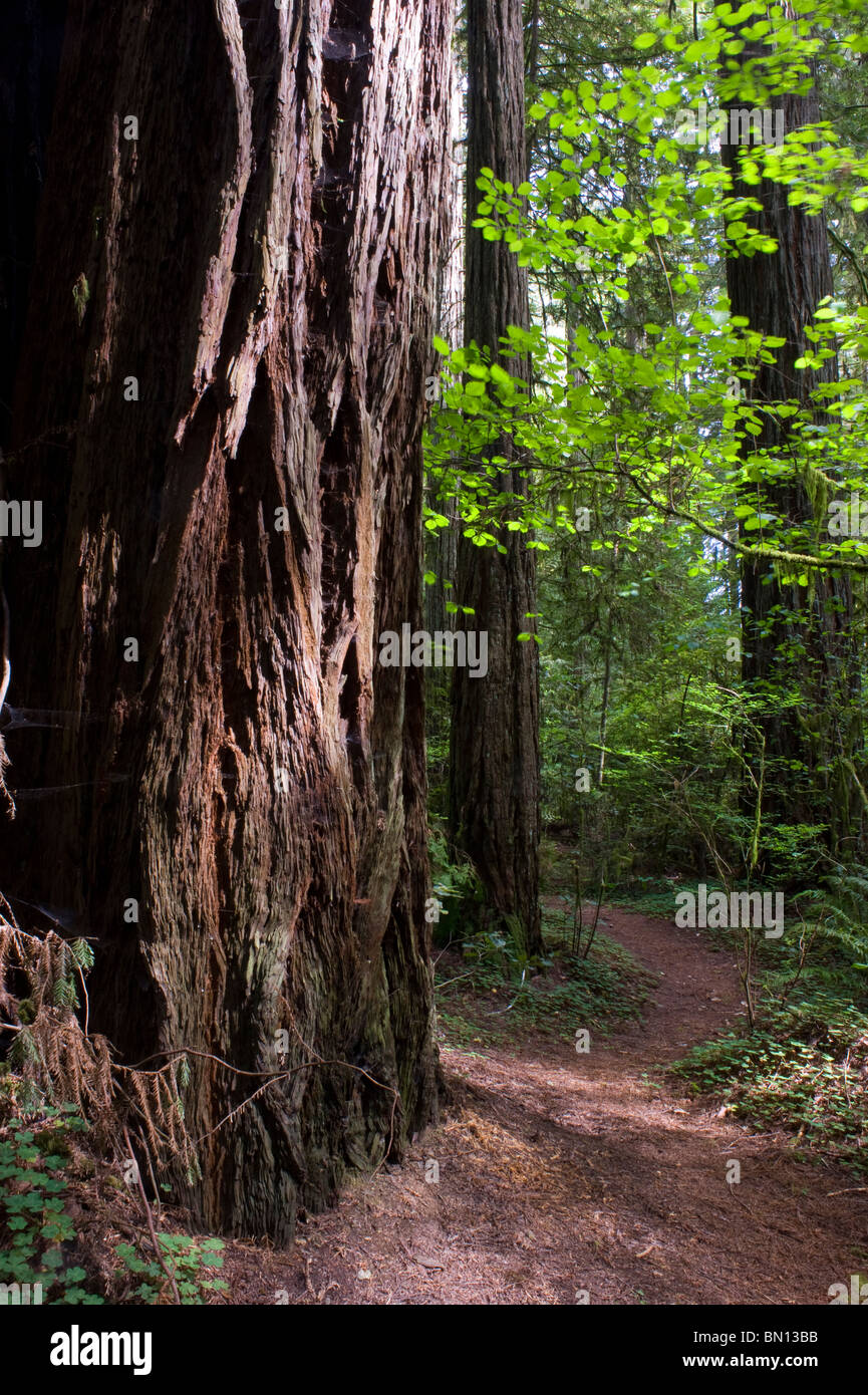 Giant Redwood trees and forest California Coast Redwoods National Park ...