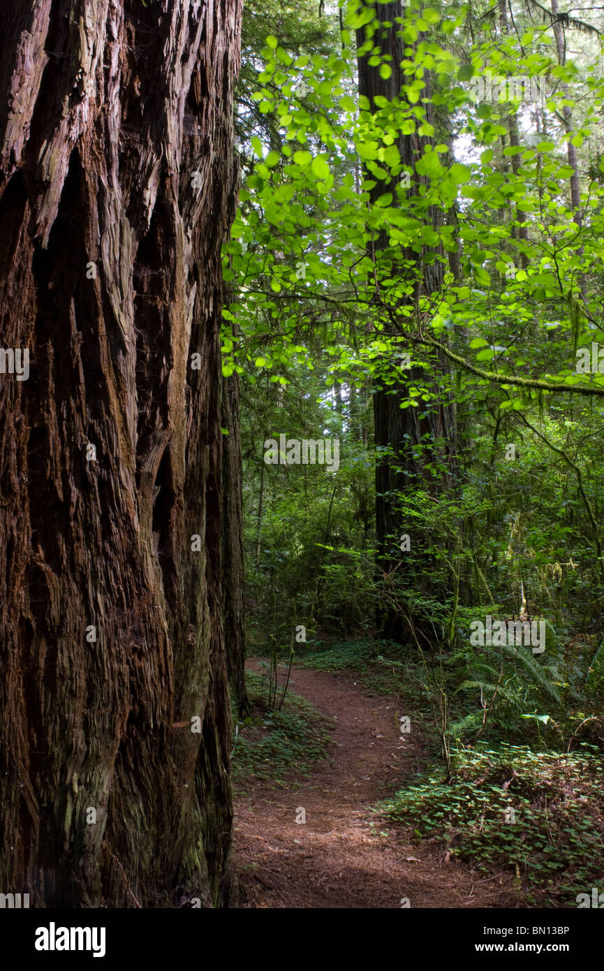 Giant Redwood trees and forest California Coast Redwoods National Park ...