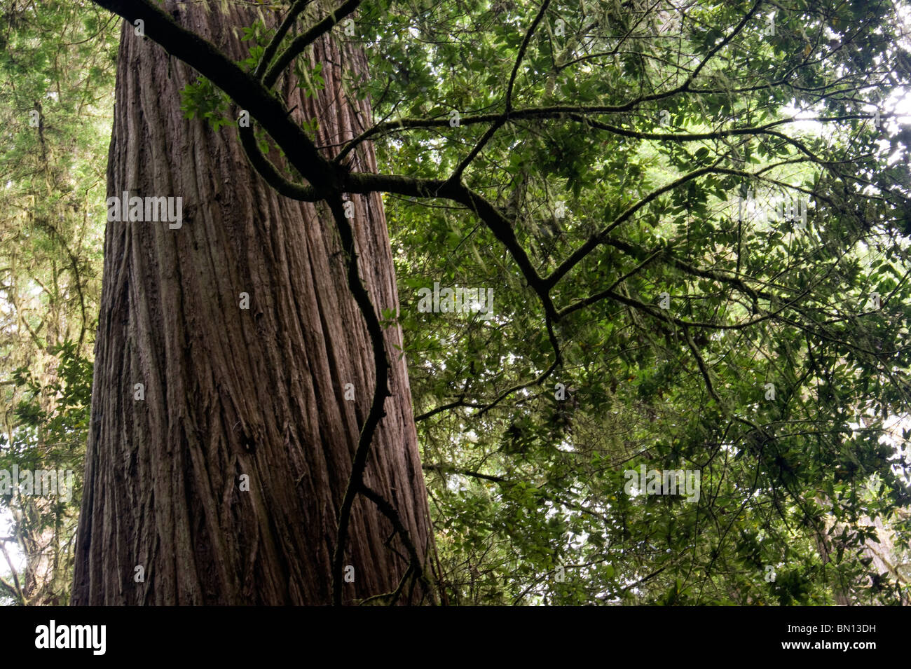 Giant Redwood trees and forest California Coast Redwoods National Park ...