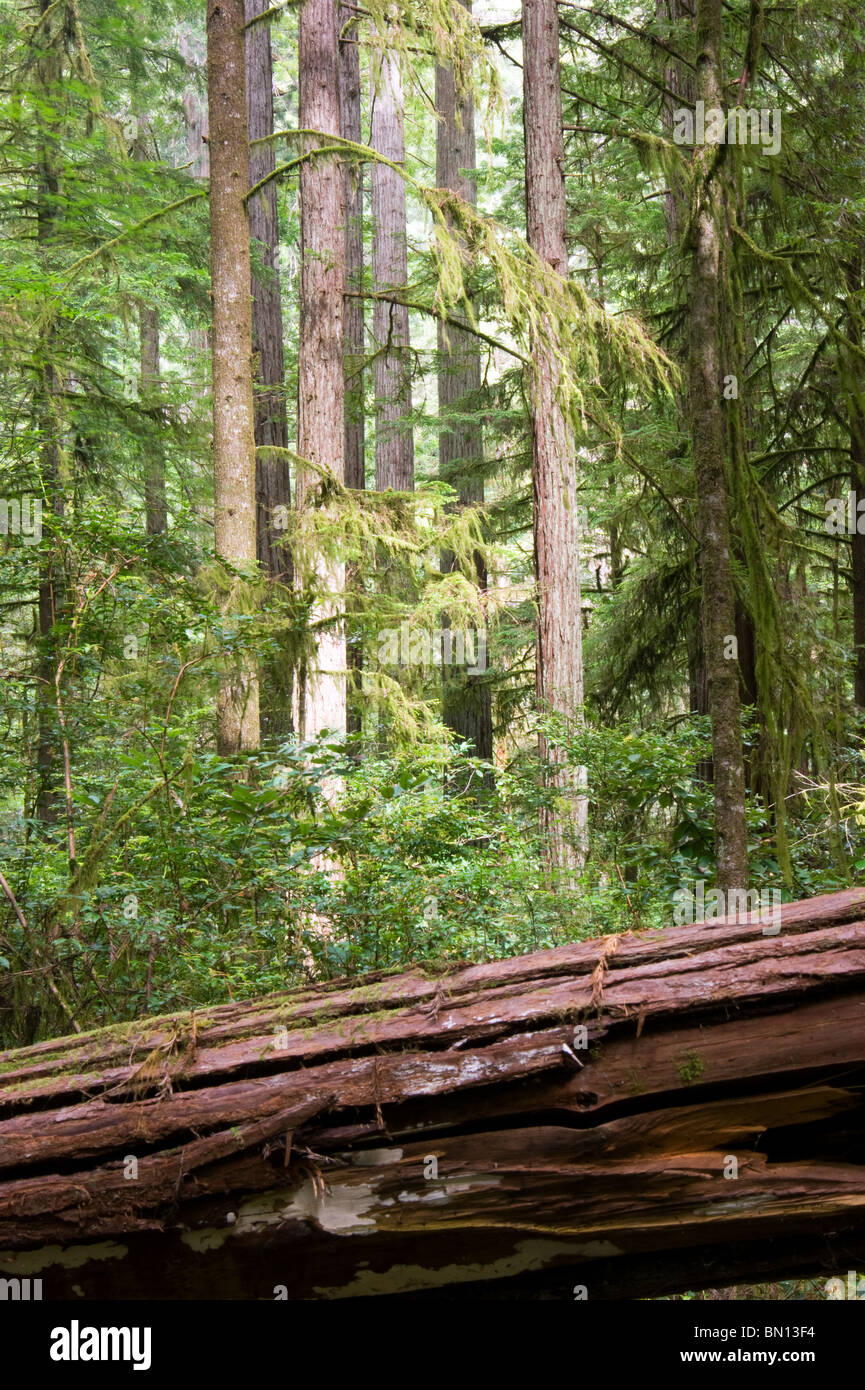 Giant Redwood trees and forest California Coast Redwoods National Park ...