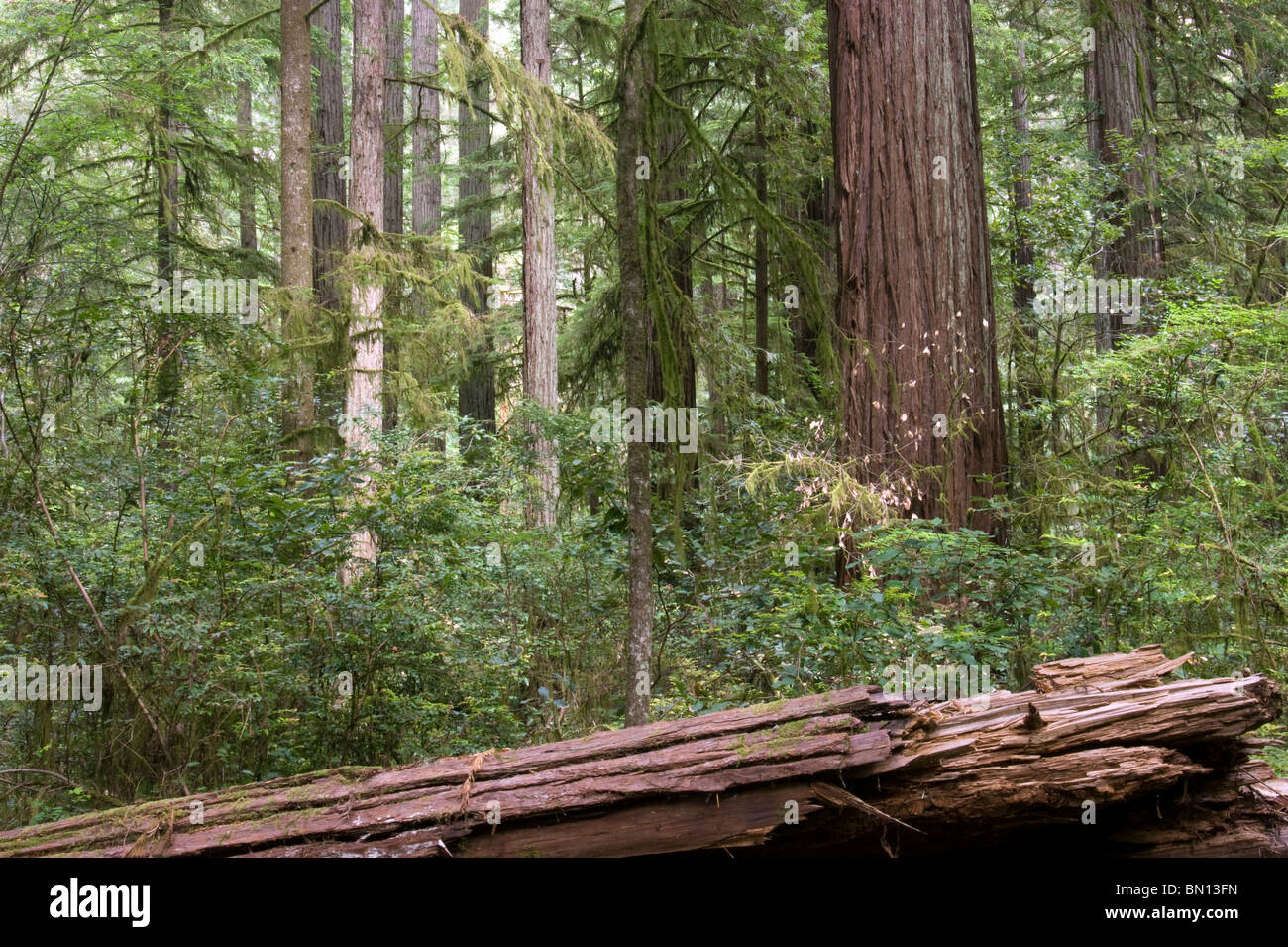 Giant Redwood trees and forest California Coast Redwoods National Park ...