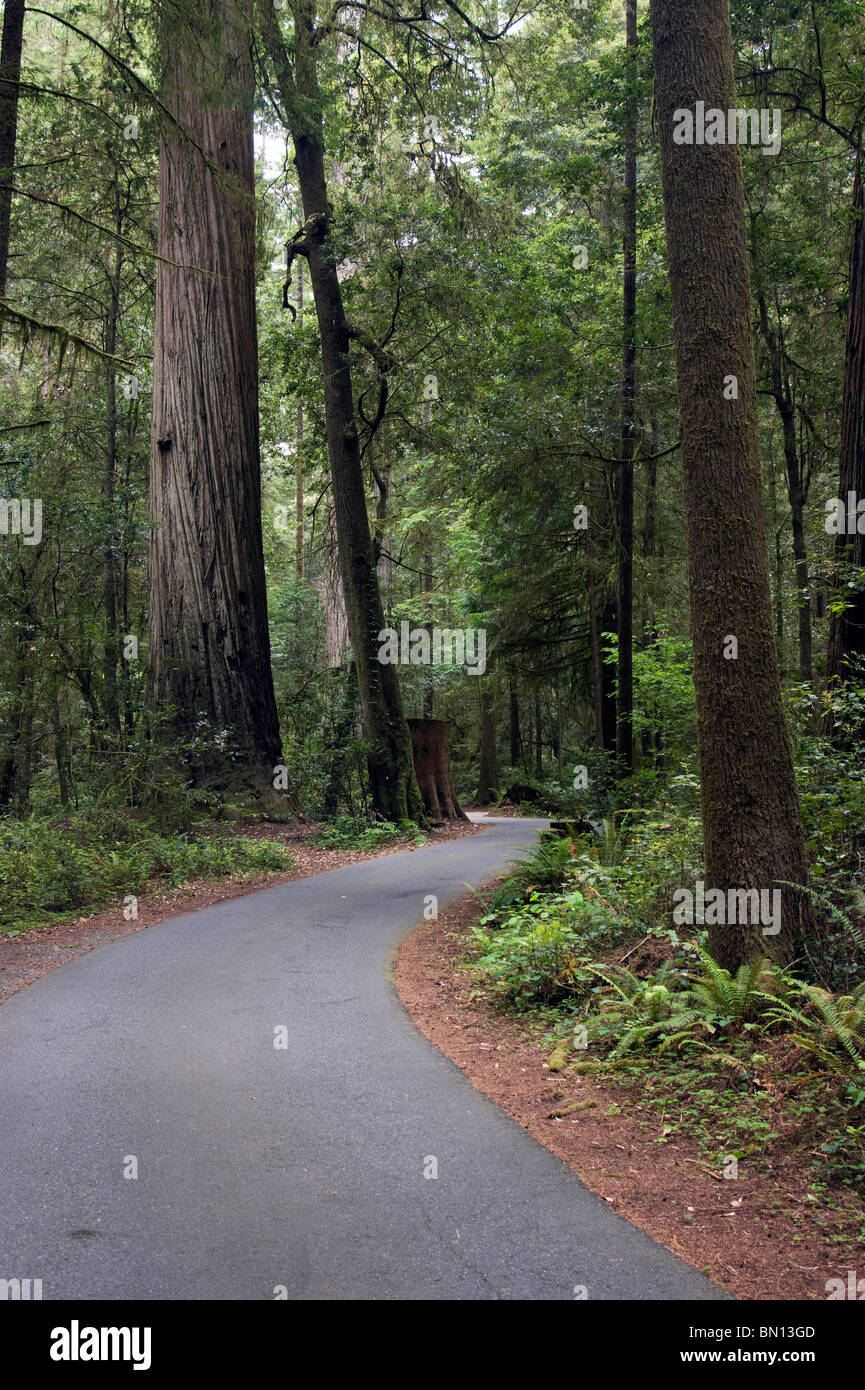 Giant Redwood trees and forest California Coast Redwoods National Park ...
