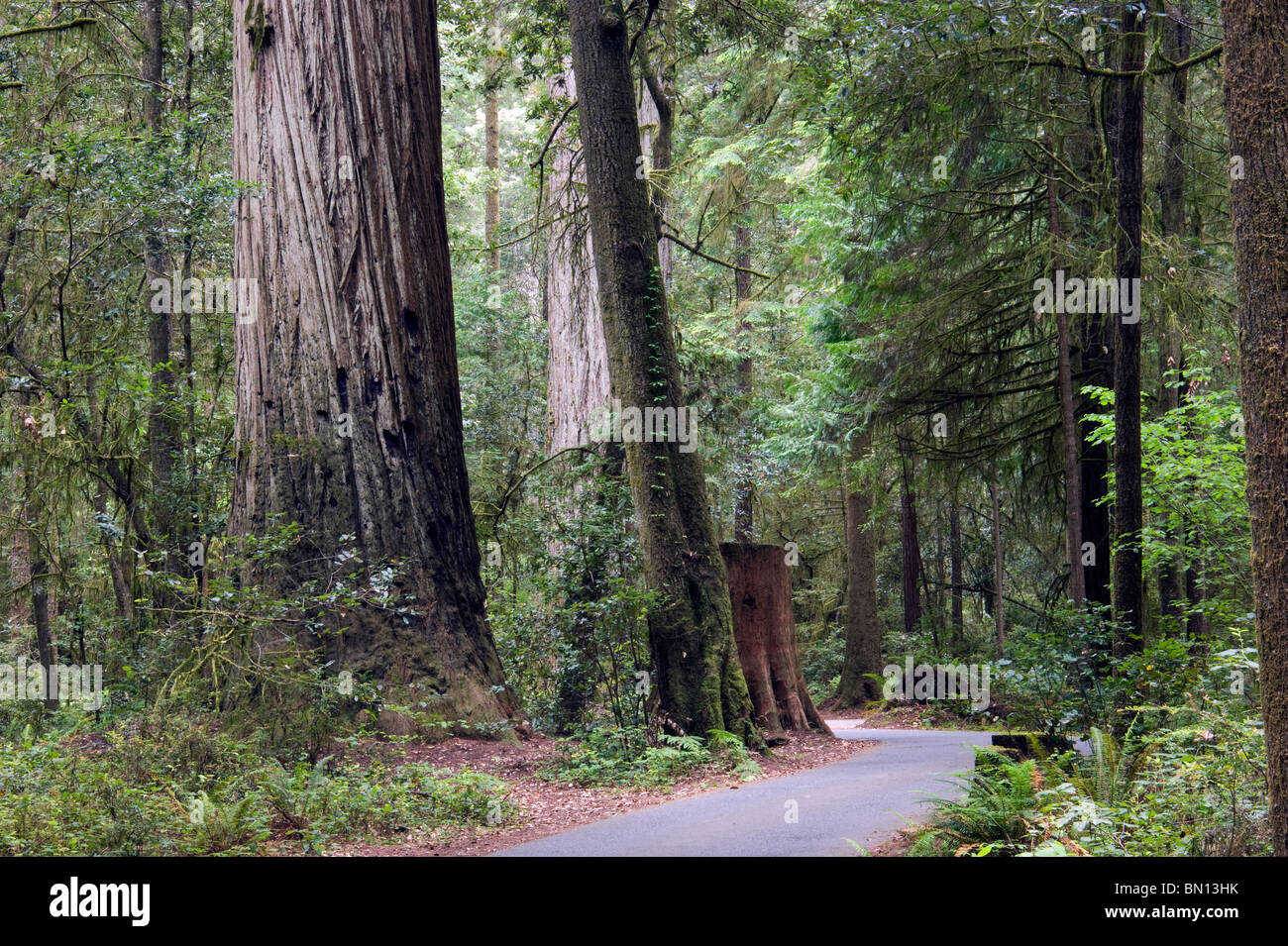 Giant Redwood trees and forest California Coast Redwoods National Park ...