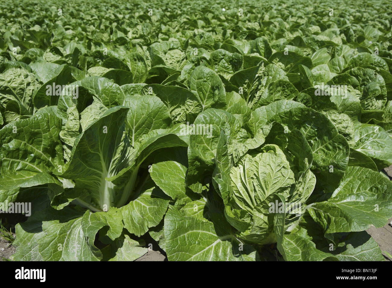 cabbage green vegetables field in spring farmland agriculture Stock ...