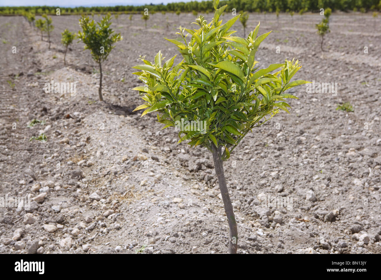 Orange tree plantation hi-res stock photography and images - Alamy