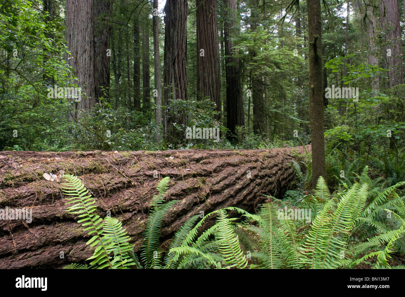 Giant Redwood trees and forest California Coast Redwoods National Park ...