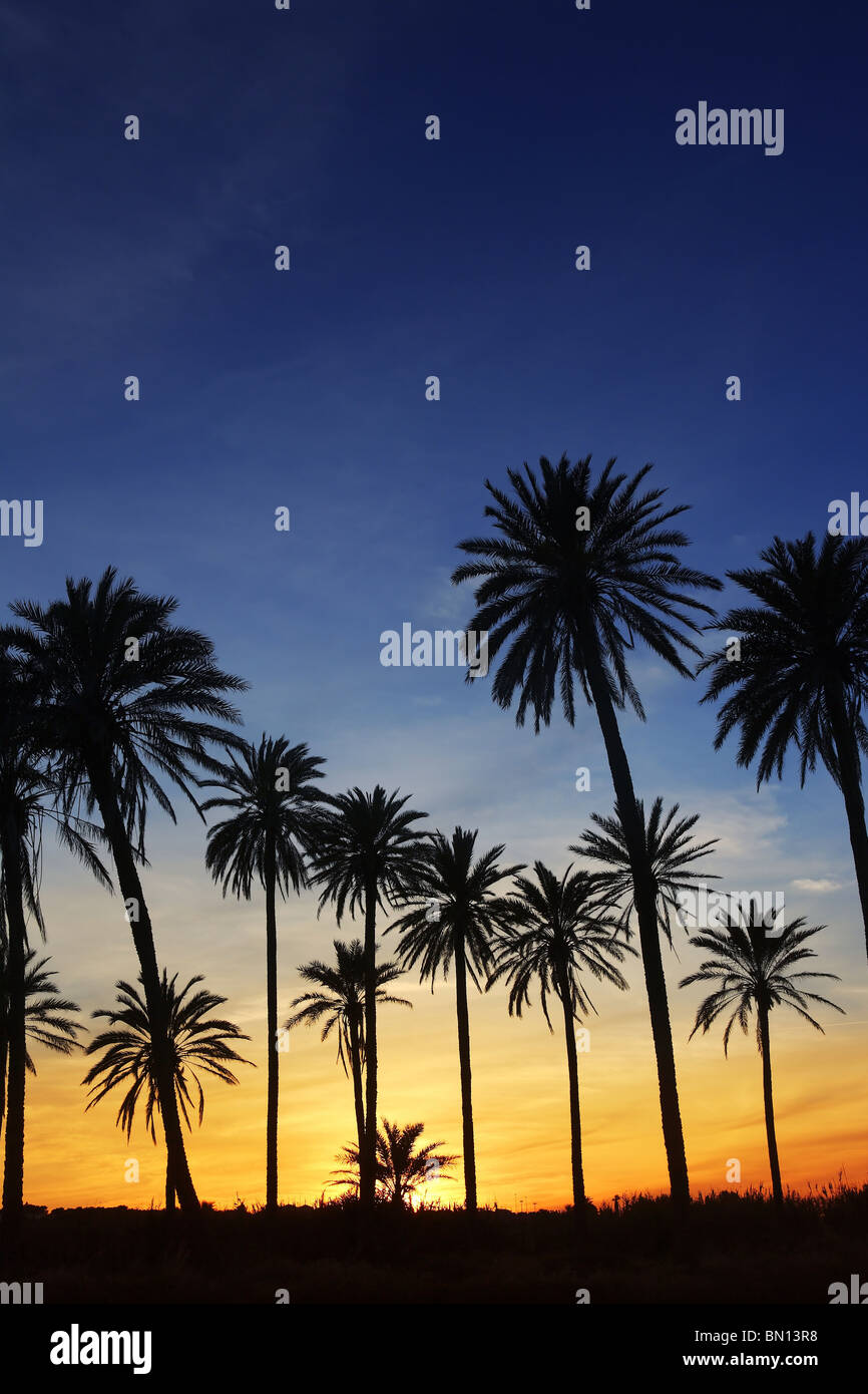 palm trees sunset golden blue sky backlight in mediterranean Stock ...