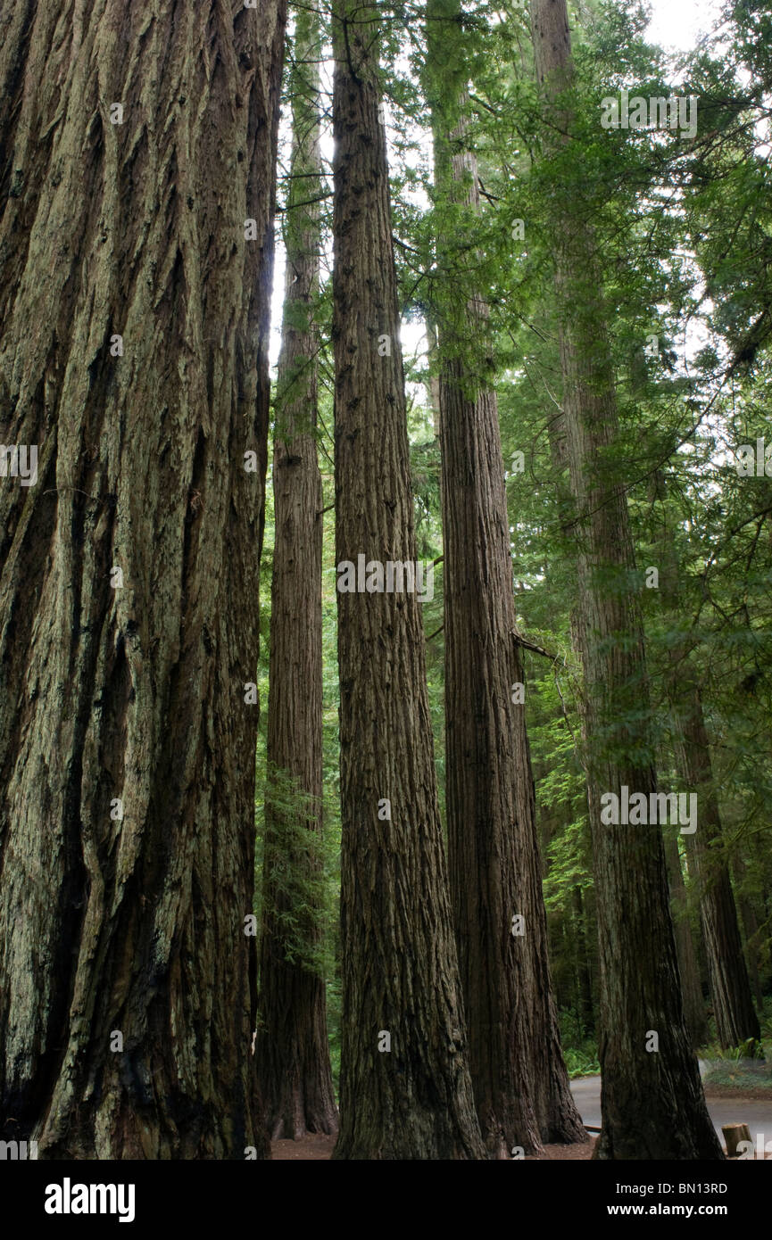 Giant Redwood trees and forest California Coast Redwoods National Park ...