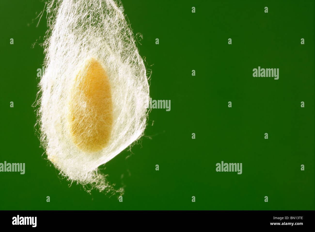 cocoon of silkworm hanging on silk worm net green background Stock ...