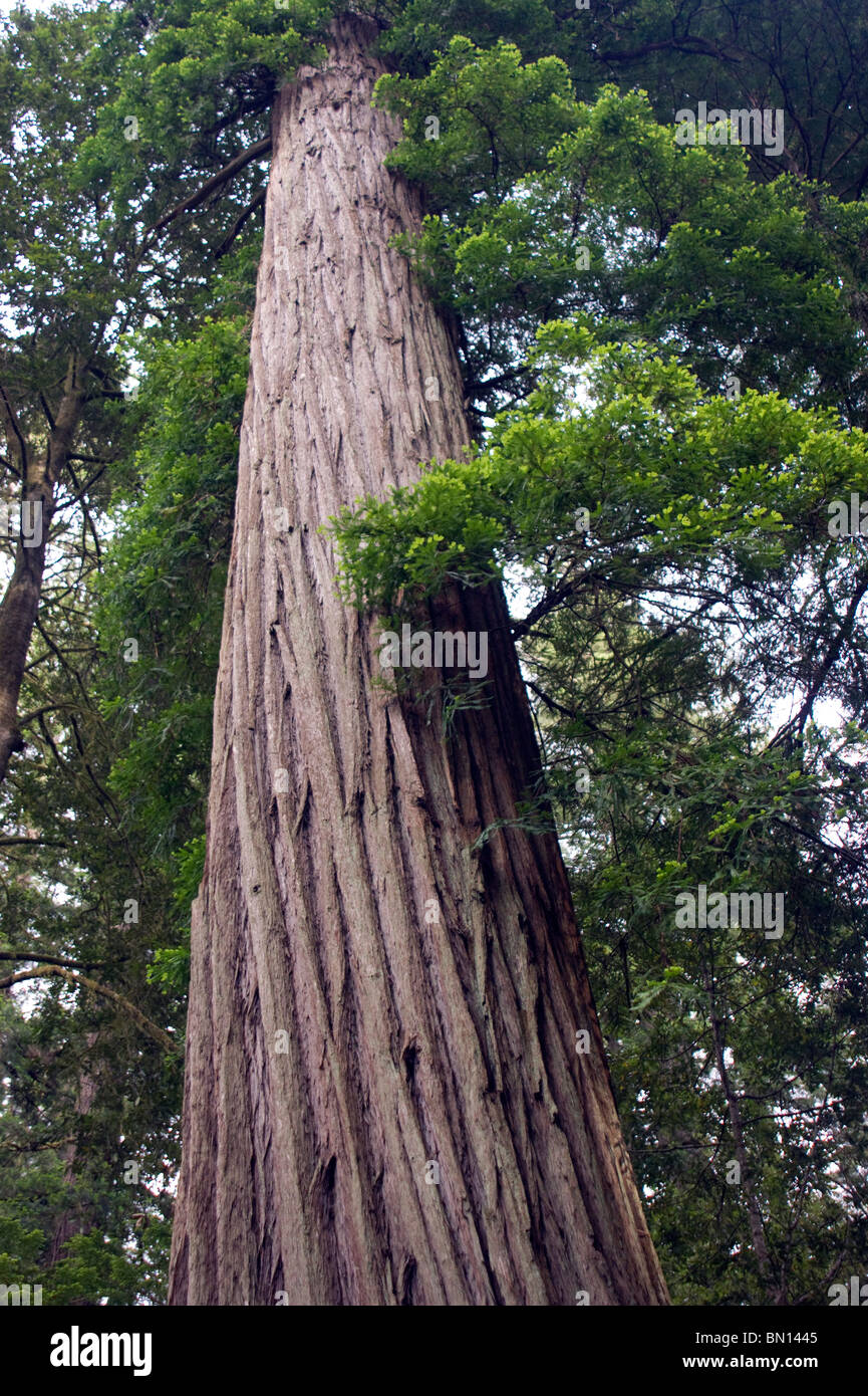 Giant Redwood trees and forest California Coast Redwoods National Park ...