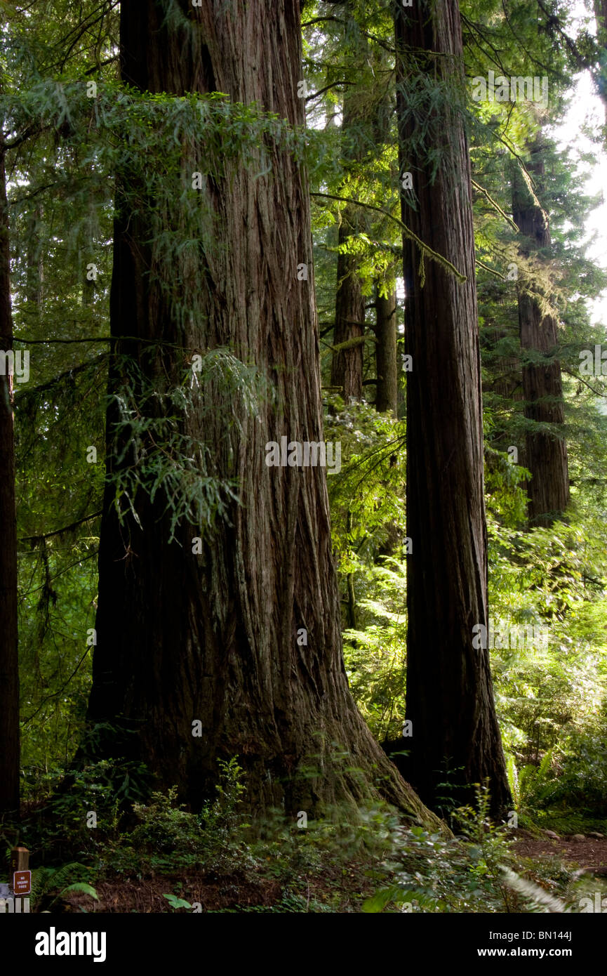 Giant Redwood trees and forest California Coast Redwoods National Park ...