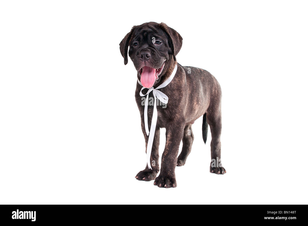 Red dog standing open Cut Out Stock Images & Pictures - Alamy