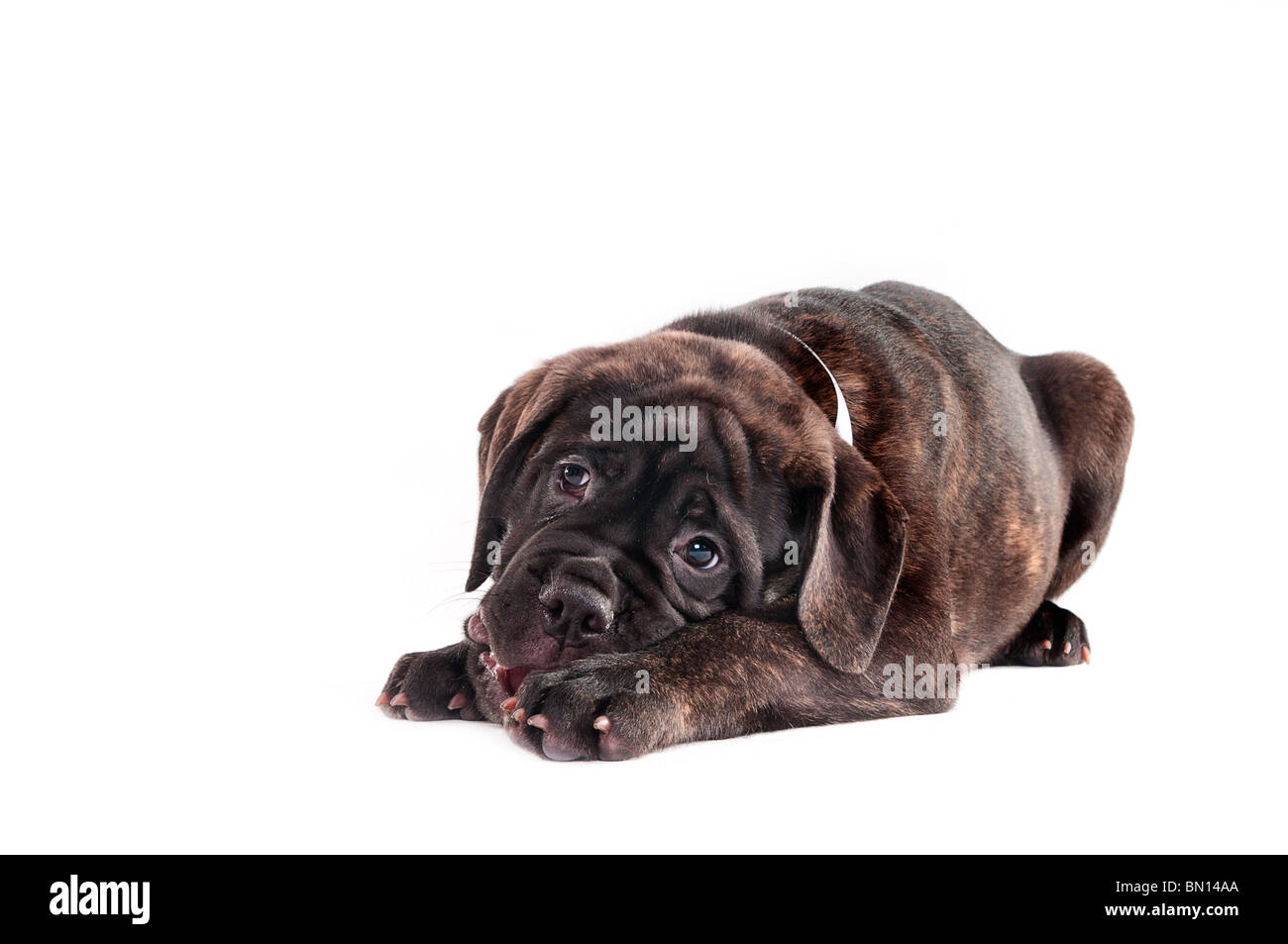 Guilty looking puppy lying on white background Stock Photo - Alamy