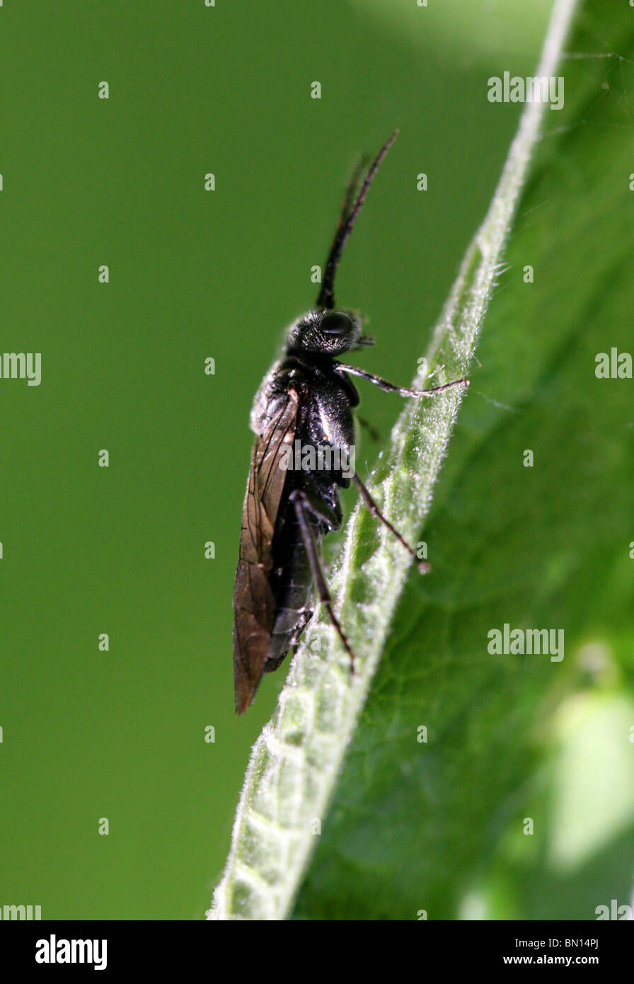 A Black Sawfly, Dolerus nitens, Tenthredinidae, Symphyta, Hymenoptera ...