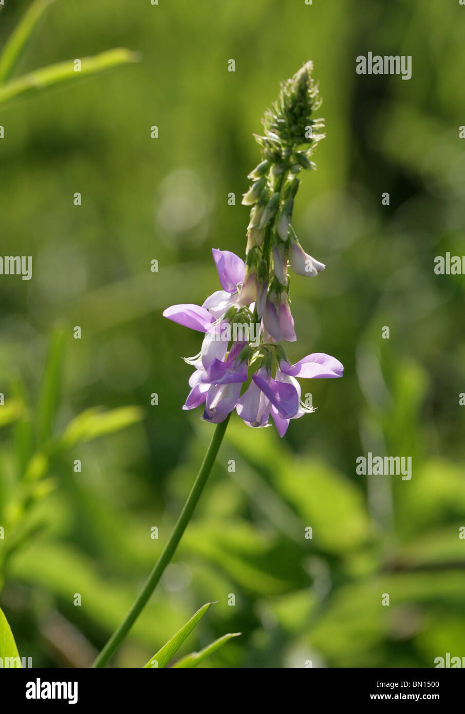 Goats Rue, Galega officinalis, Fabaceae (Leguminosae). British Wild ...