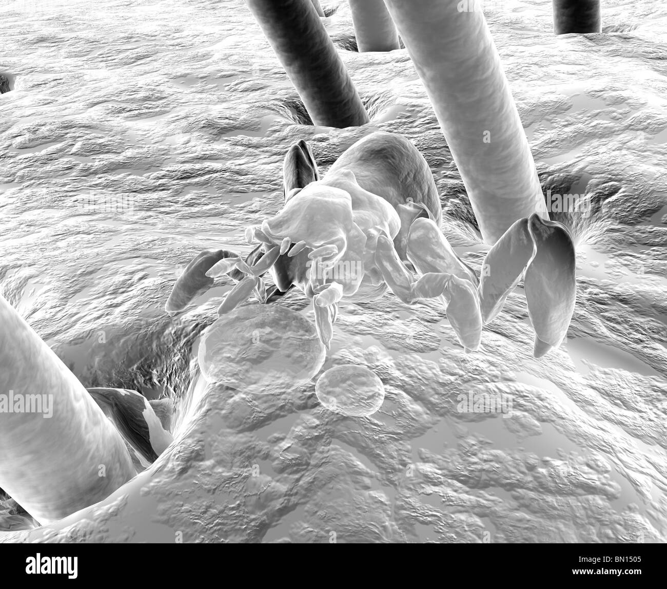 a mite, cootie or a tick seen with a electron microscope Stock Photo ...