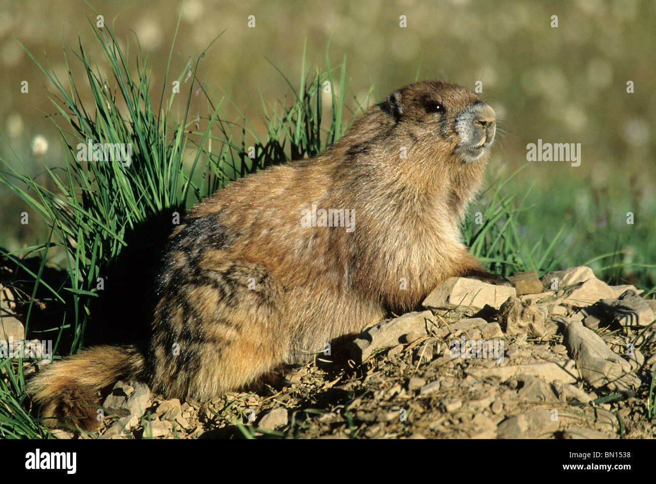 Marmota olympus hi-res stock photography and images - Alamy