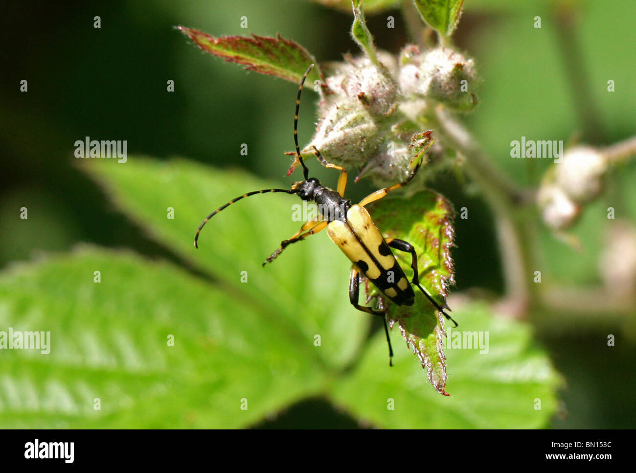 Long-horned Beetle, Rutpela maculata maculata, Cerambycidae, syn ...