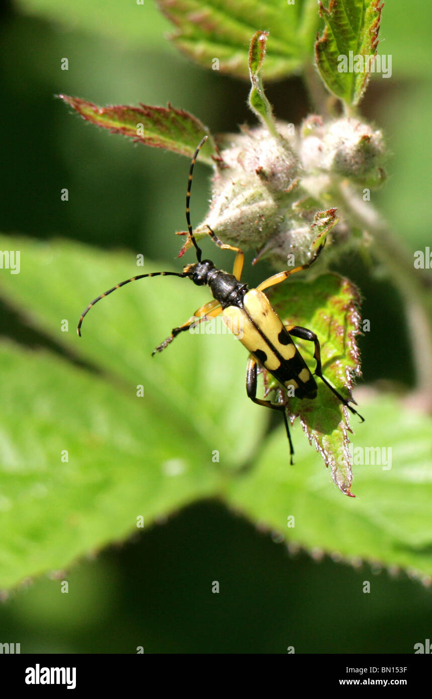Long-horned Beetle, Rutpela maculata maculata, Cerambycidae, syn ...