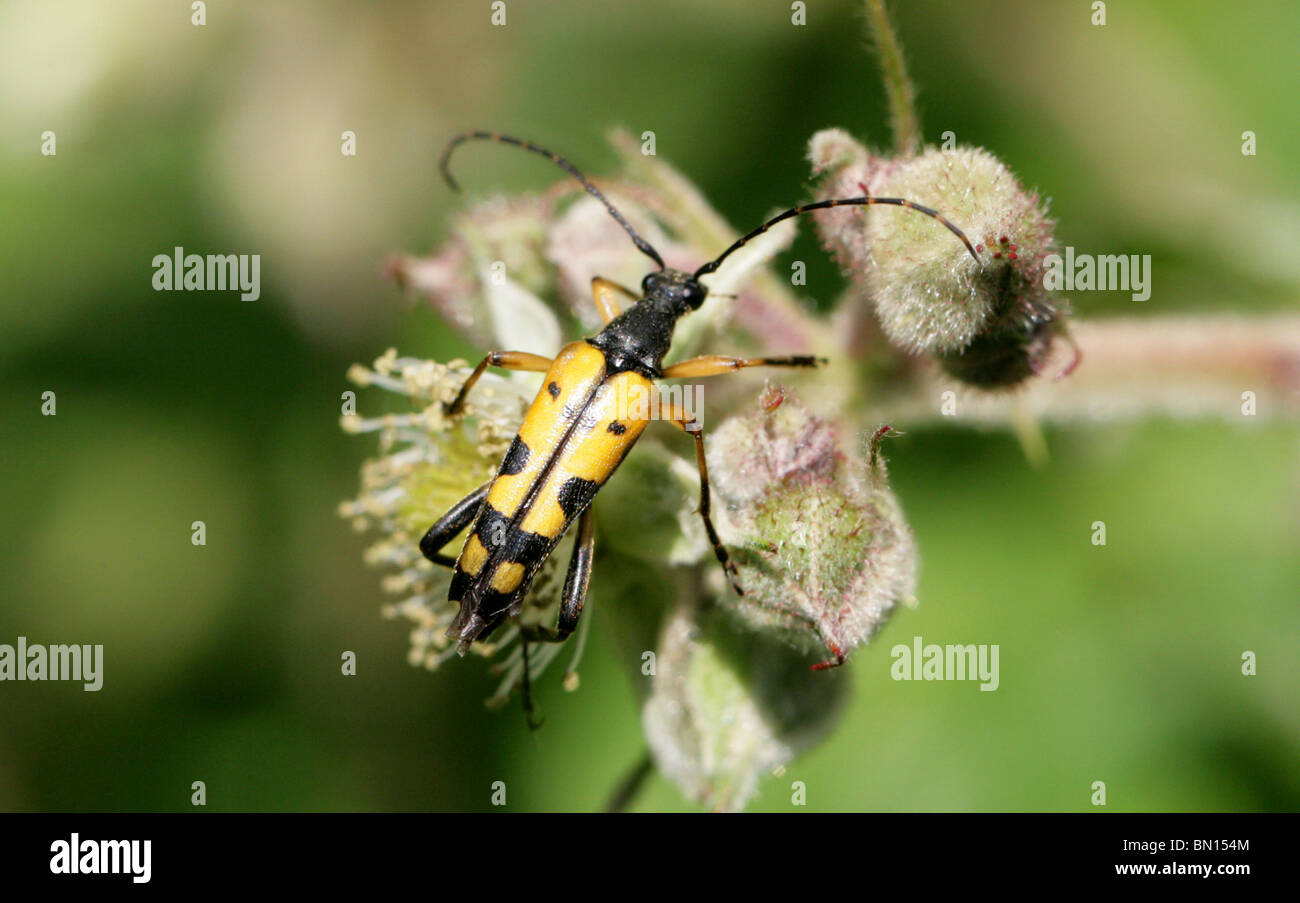 Long-horned Beetle, Rutpela maculata maculata, Cerambycidae, syn ...
