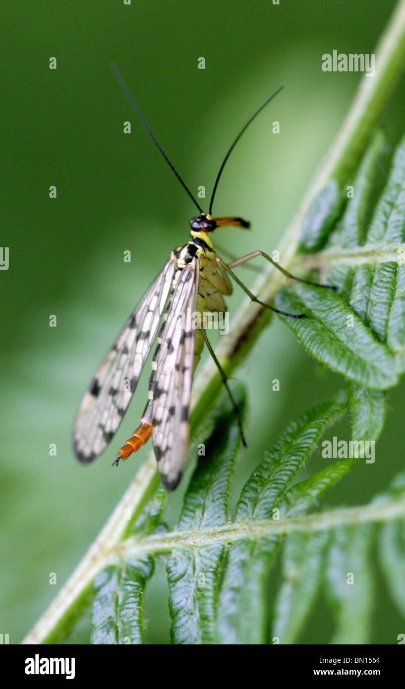 Scorpion Flies High Resolution Stock Photography and Images - Alamy