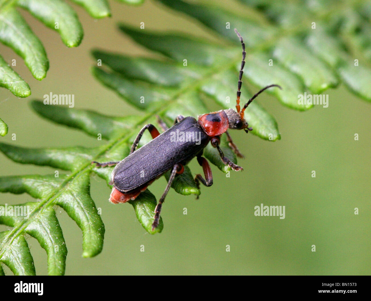 Soldier Beetle or Leatherwing, (Cantharis rustica), Cantharidae Stock ...