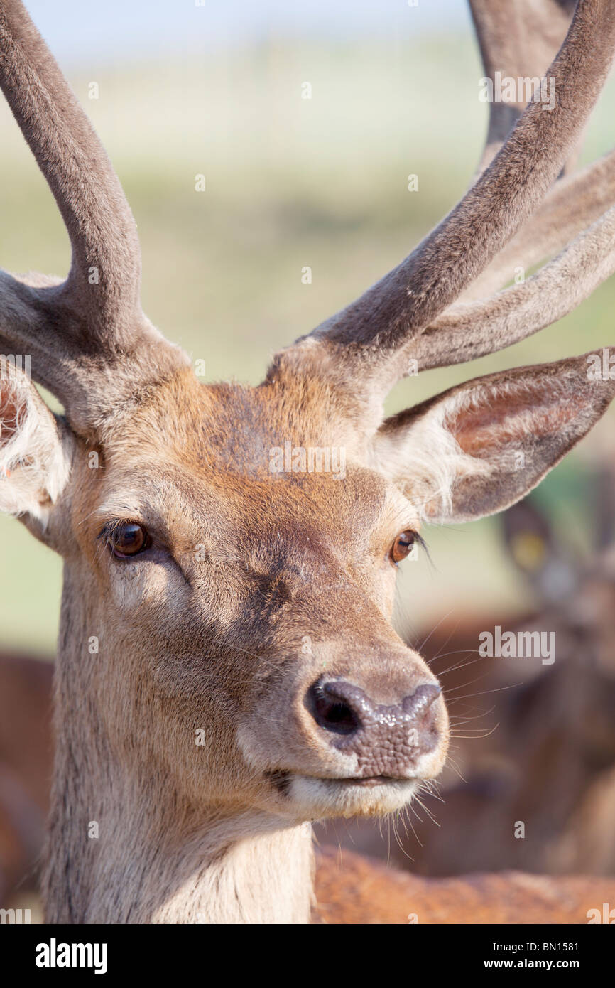 close up of male stag red deer Stock Photo - Alamy