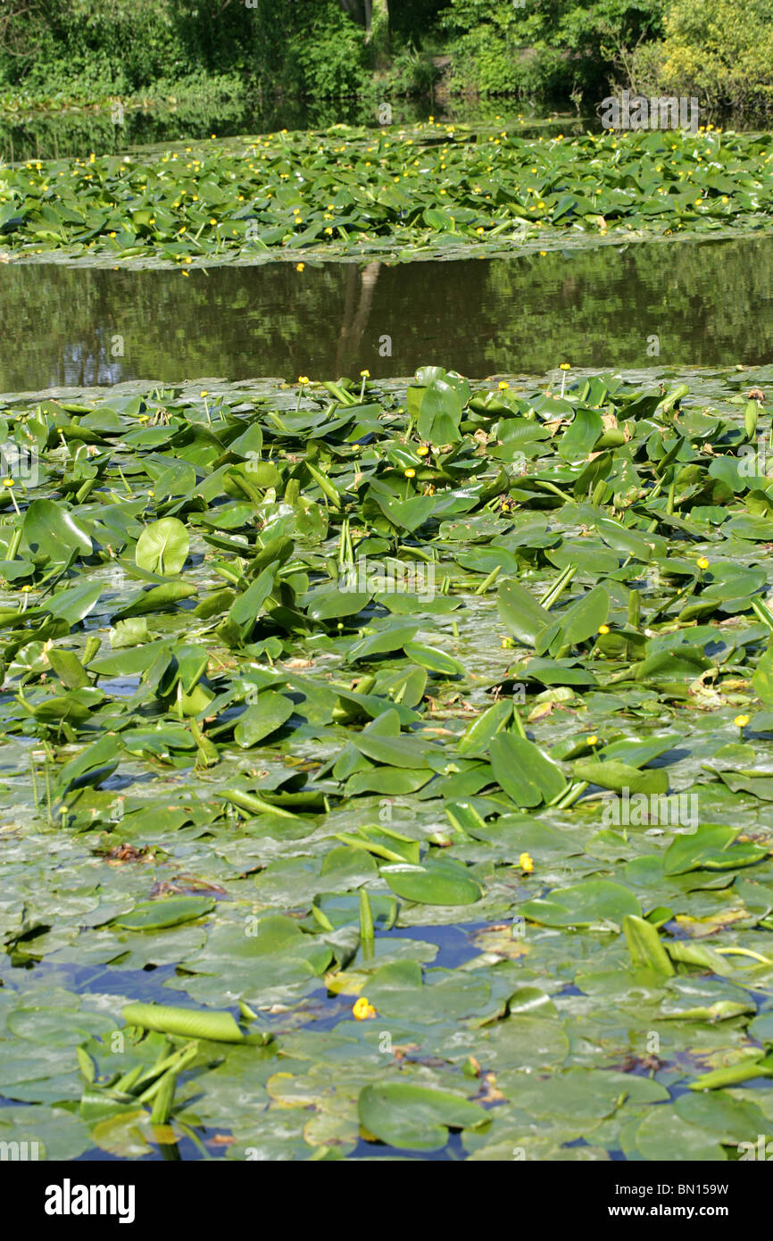 Yellow Water-lily, Nuphar lutea, Nymphaeaceae. Aka Spatterdock, Cow ...