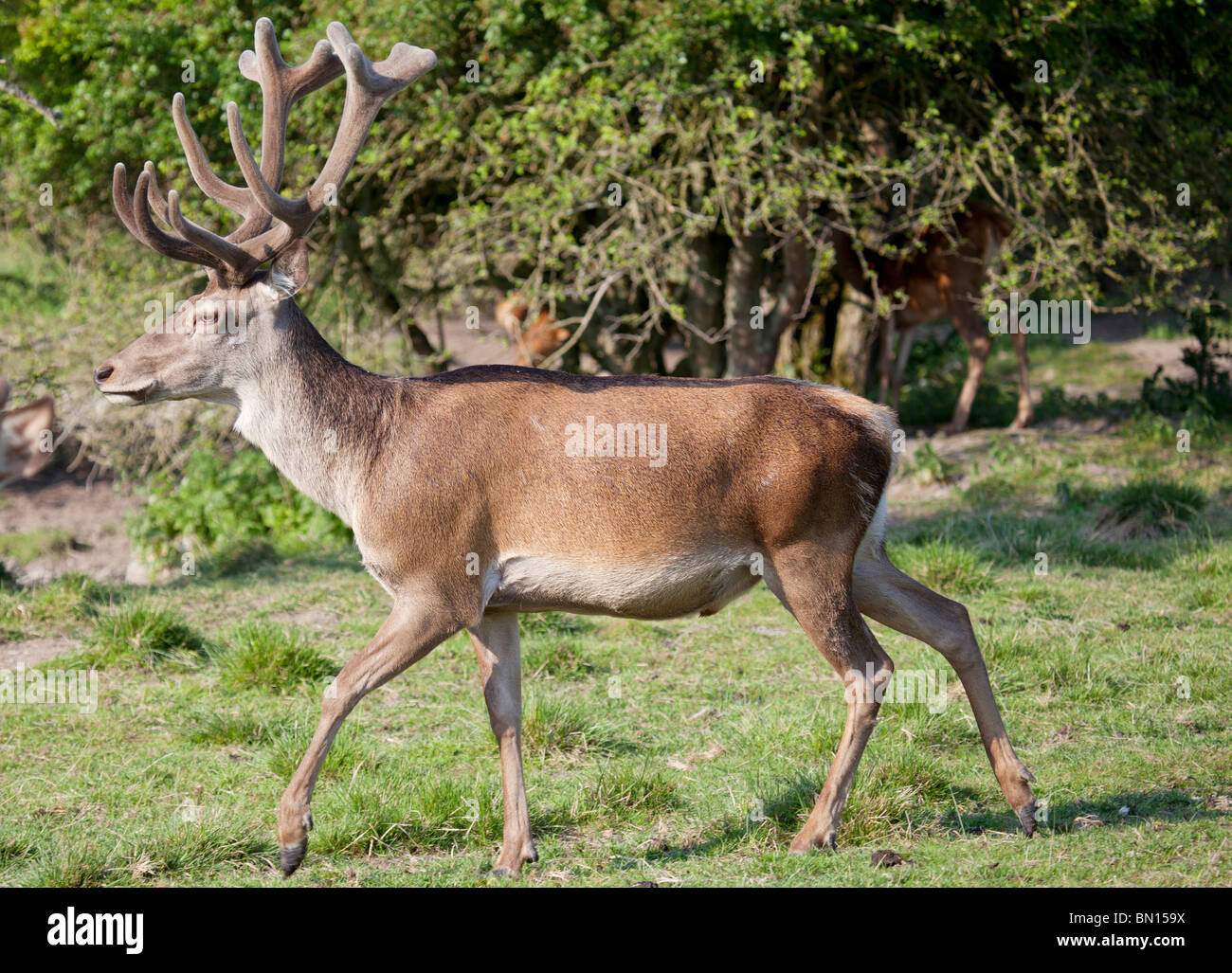 Deer side view hi-res stock photography and images - Alamy
