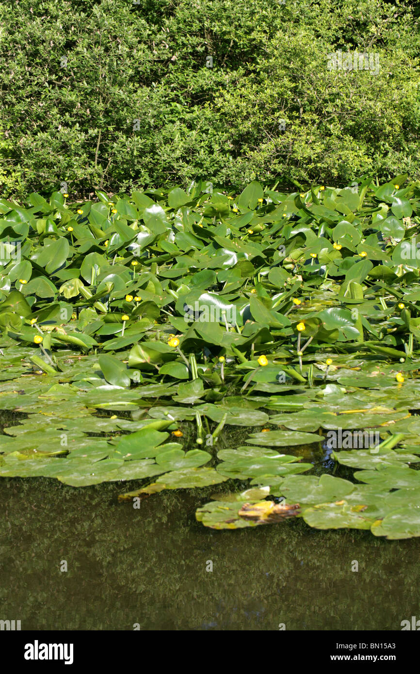 Yellow Water-lily, Nuphar lutea, Nymphaeaceae. Aka Spatterdock, Cow ...