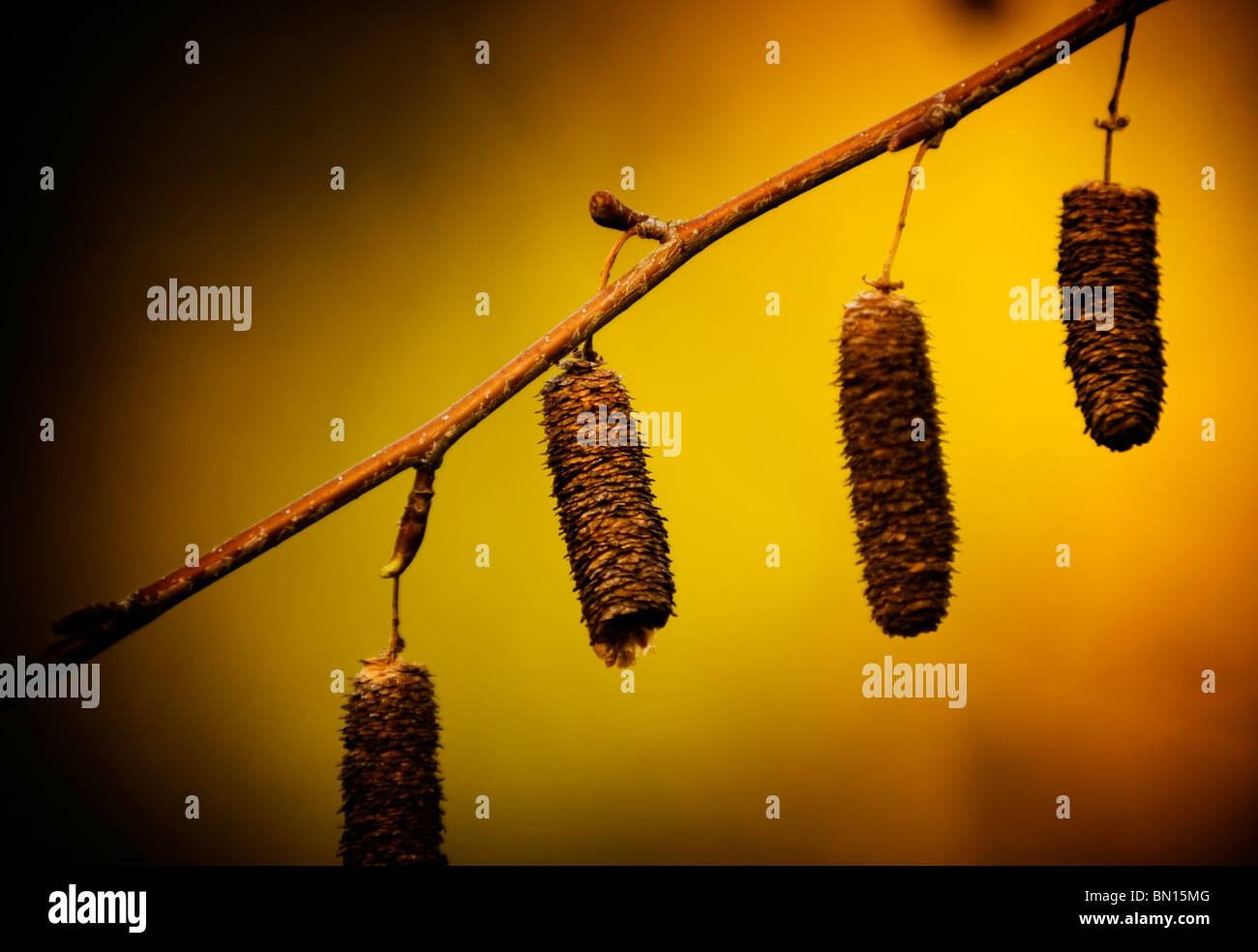 Silver birch seeds hi-res stock photography and images - Alamy