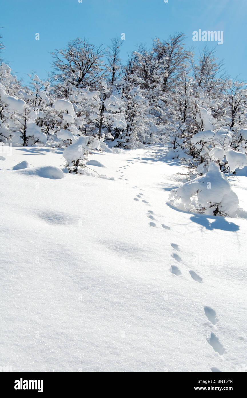 Rabbit tracks hi-res stock photography and images - Alamy