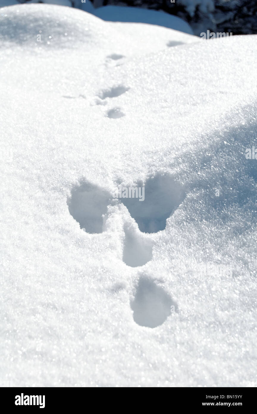 Rabbit tracks snow winter hi-res stock photography and images - Alamy