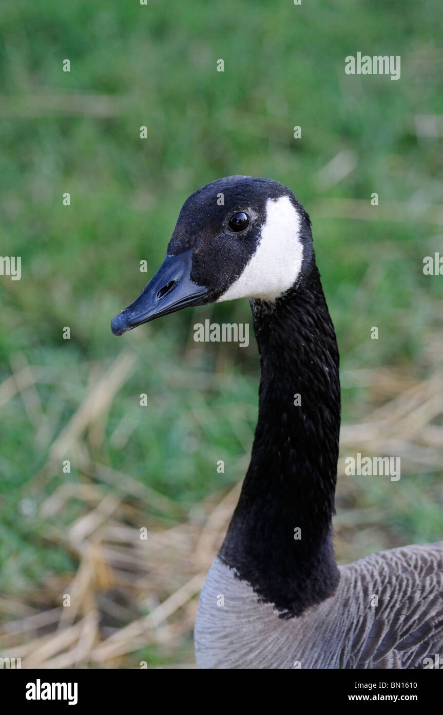 Portrait of a Canada Goose Stock Photo - Alamy