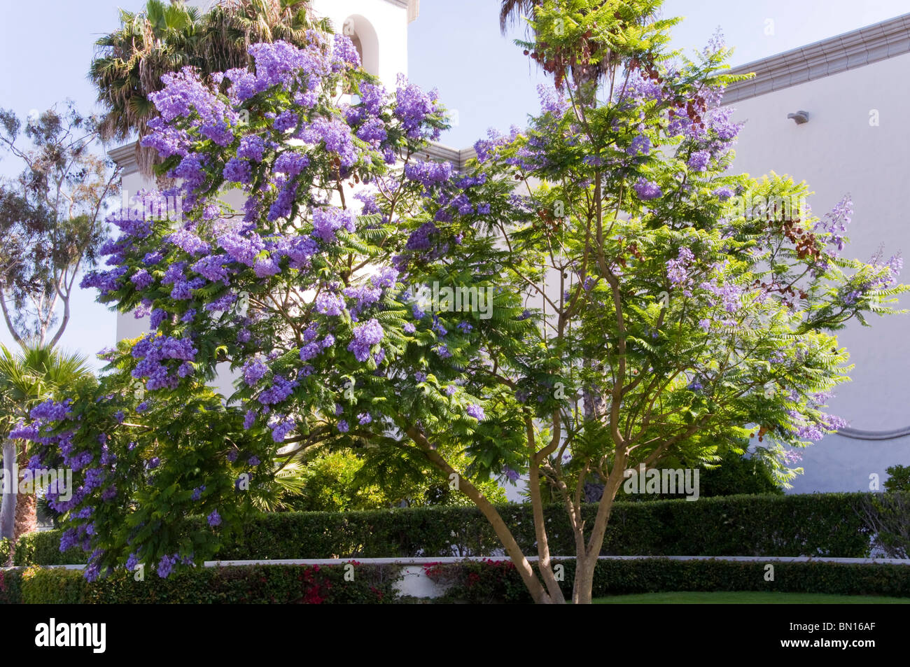 blue blossom tree Stock Photo - Alamy