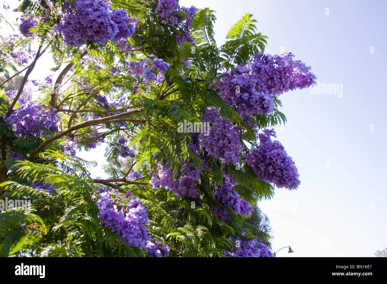 blue blossom tree Stock Photo - Alamy