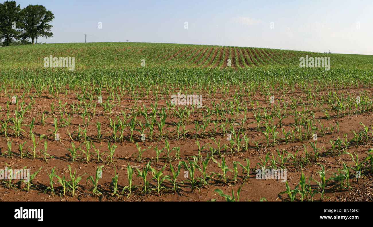Midwest Cornfield Stock Photos & Midwest Cornfield Stock Images - Alamy