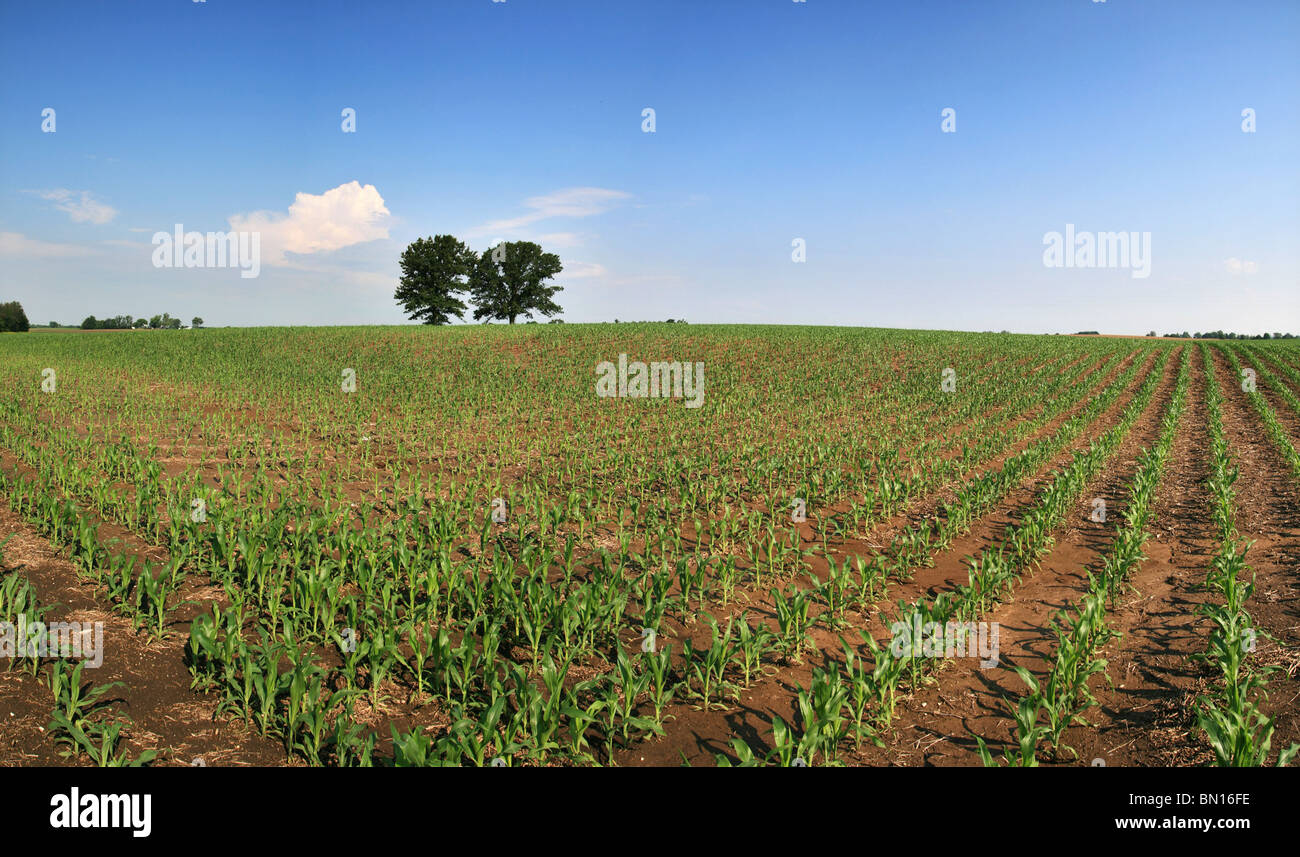 Cornfield corn field hi-res stock photography and images - Alamy