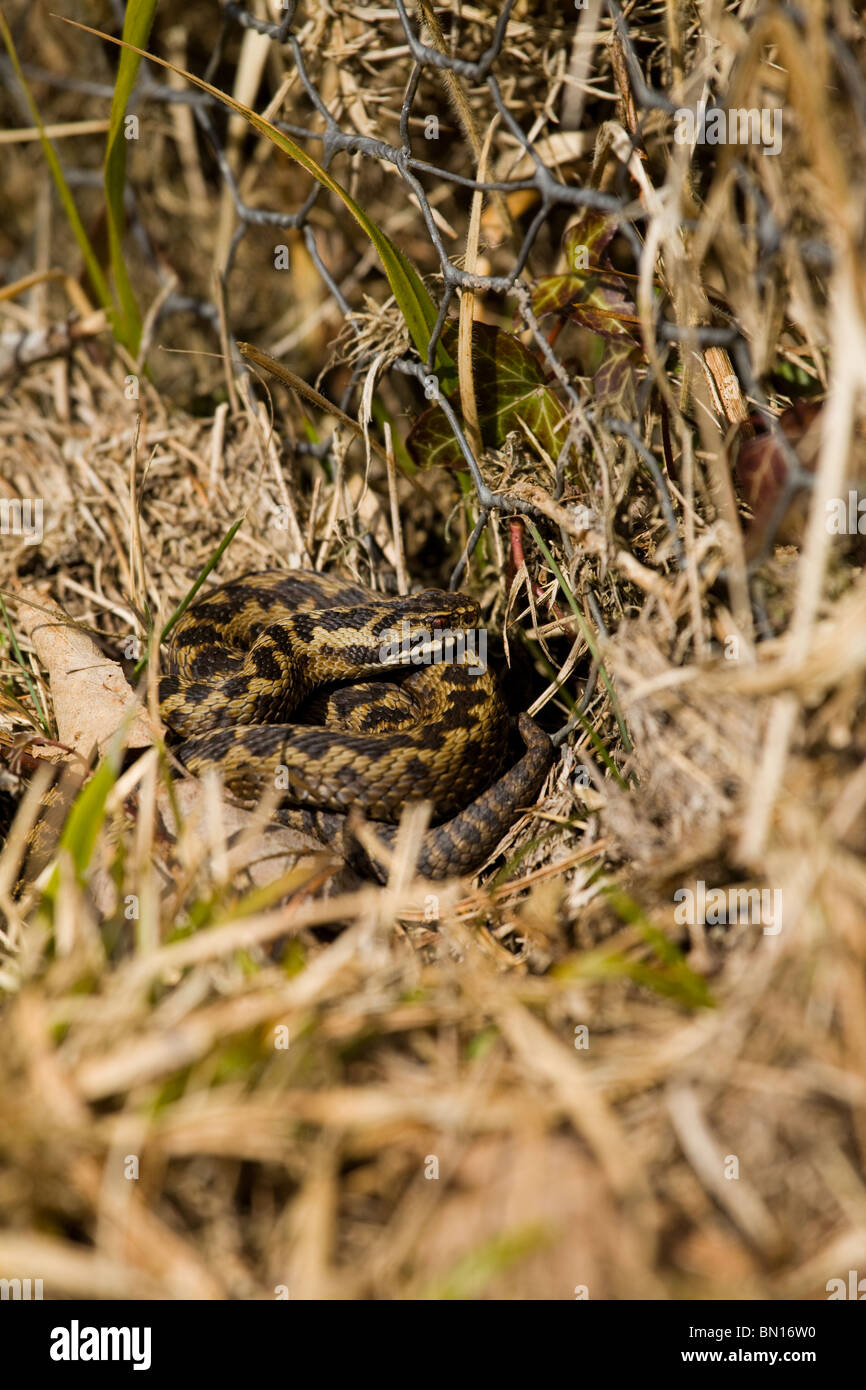 Adder basking in early morning sun Stock Photo - Alamy