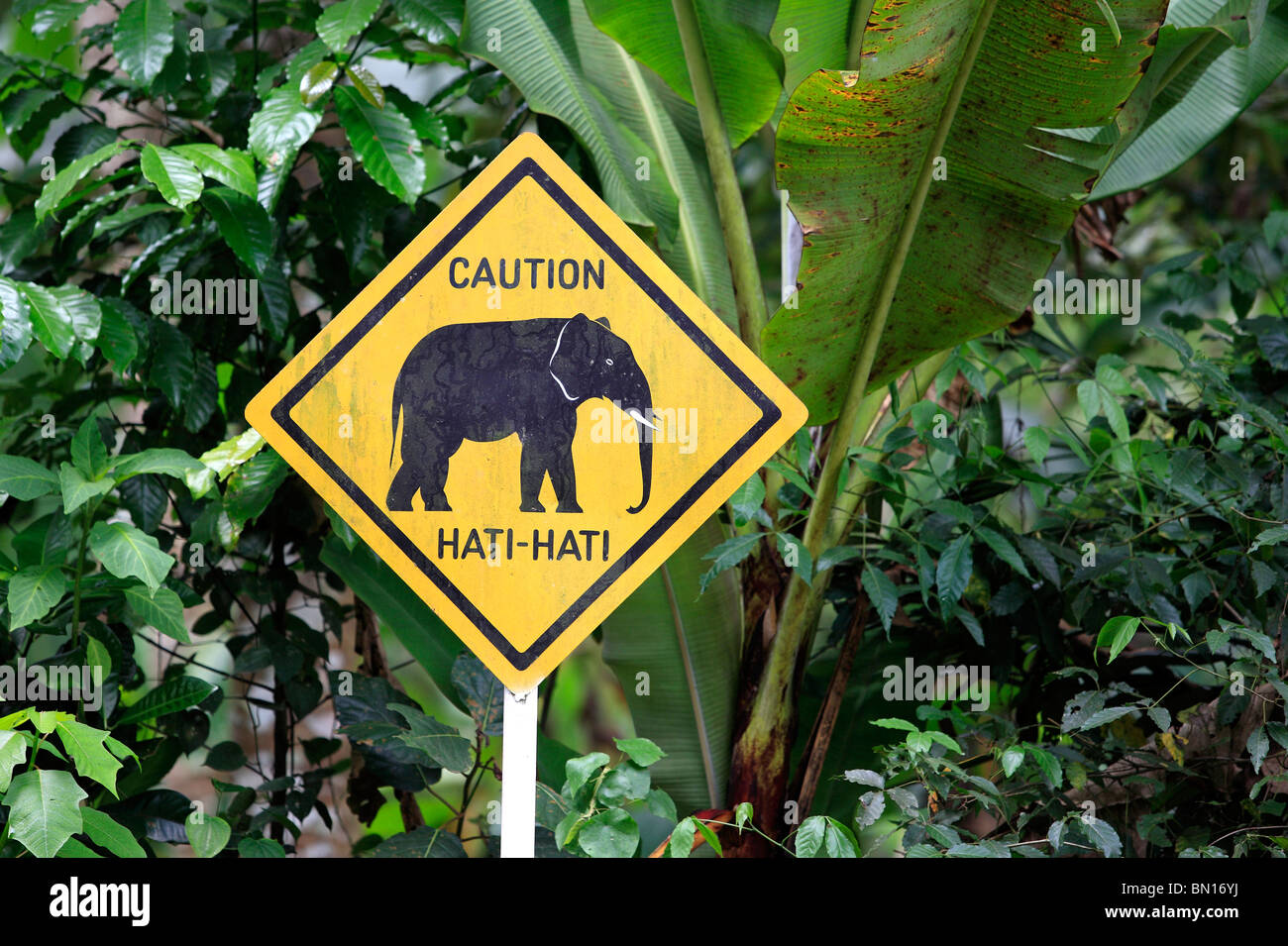 Warning sign elephants hi-res stock photography and images - Alamy