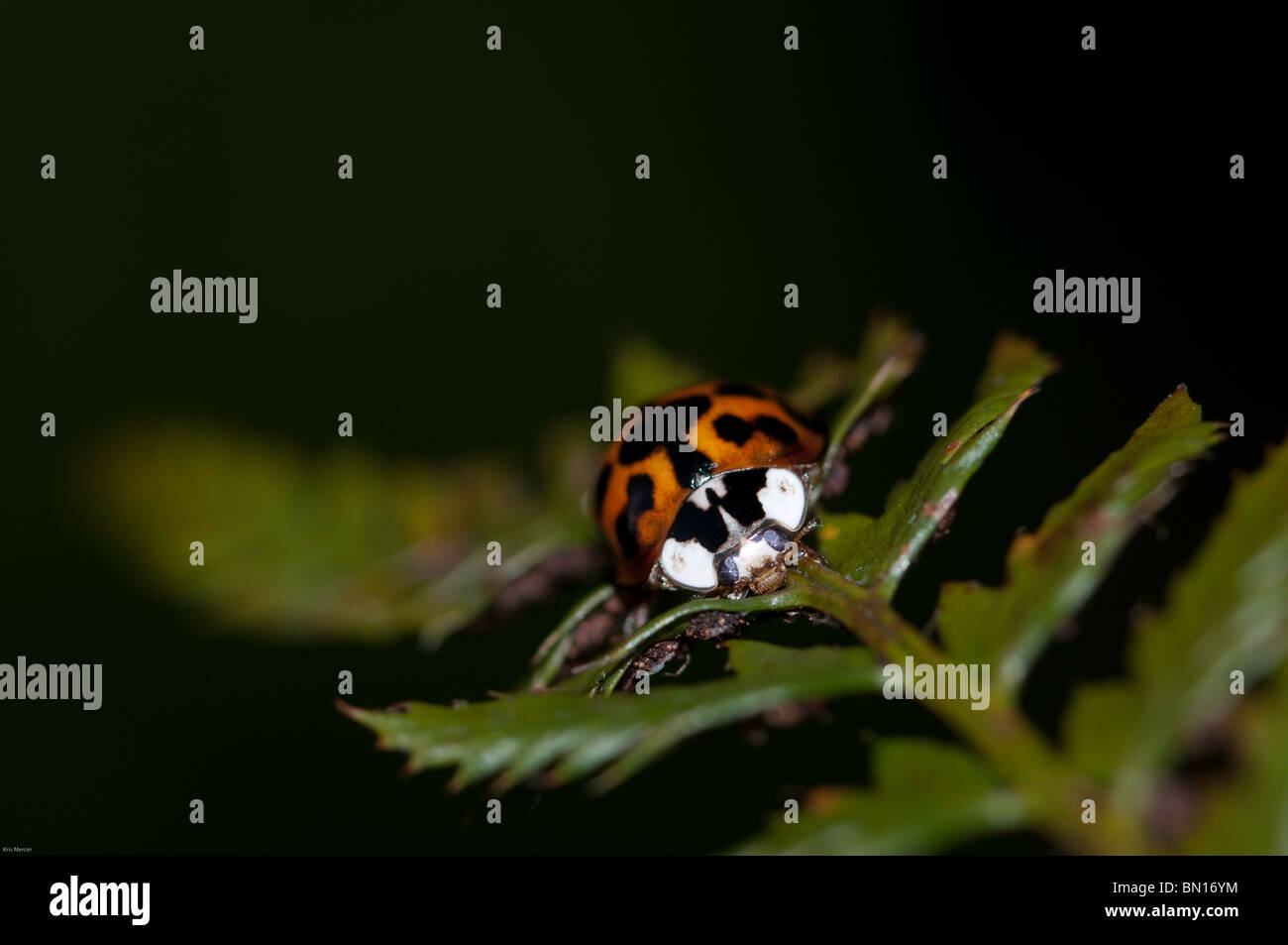Harlequin beetle hi-res stock photography and images - Alamy