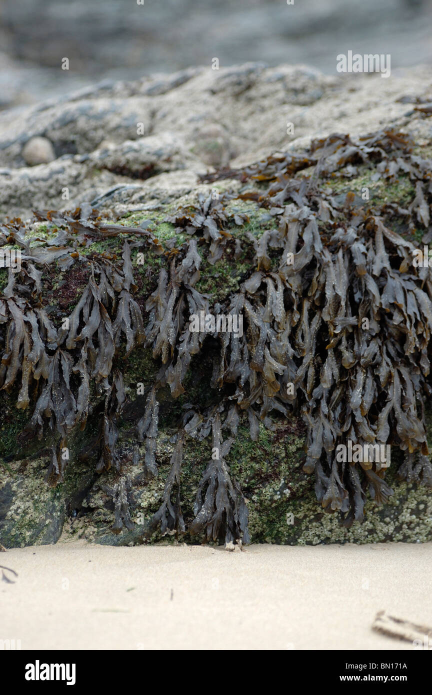 Hanging seaweed hi-res stock photography and images - Alamy