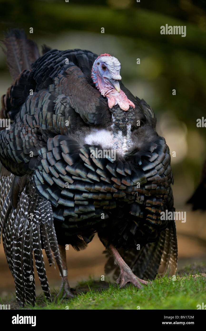 Male wild turkey meleagris hi-res stock photography and images - Alamy
