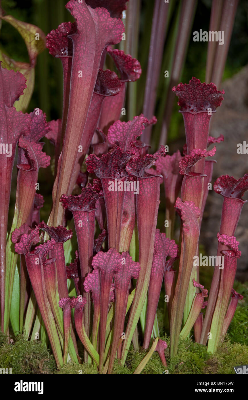 Saracenia x cv. 'Juthatip Soper' Pitcher plant Stock Photo - Alamy
